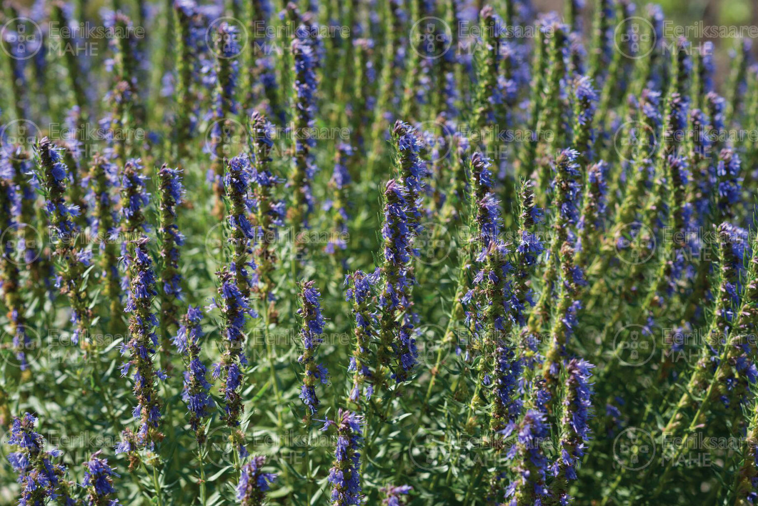 Harilik pune - Mahe Eeriksaare OÜ