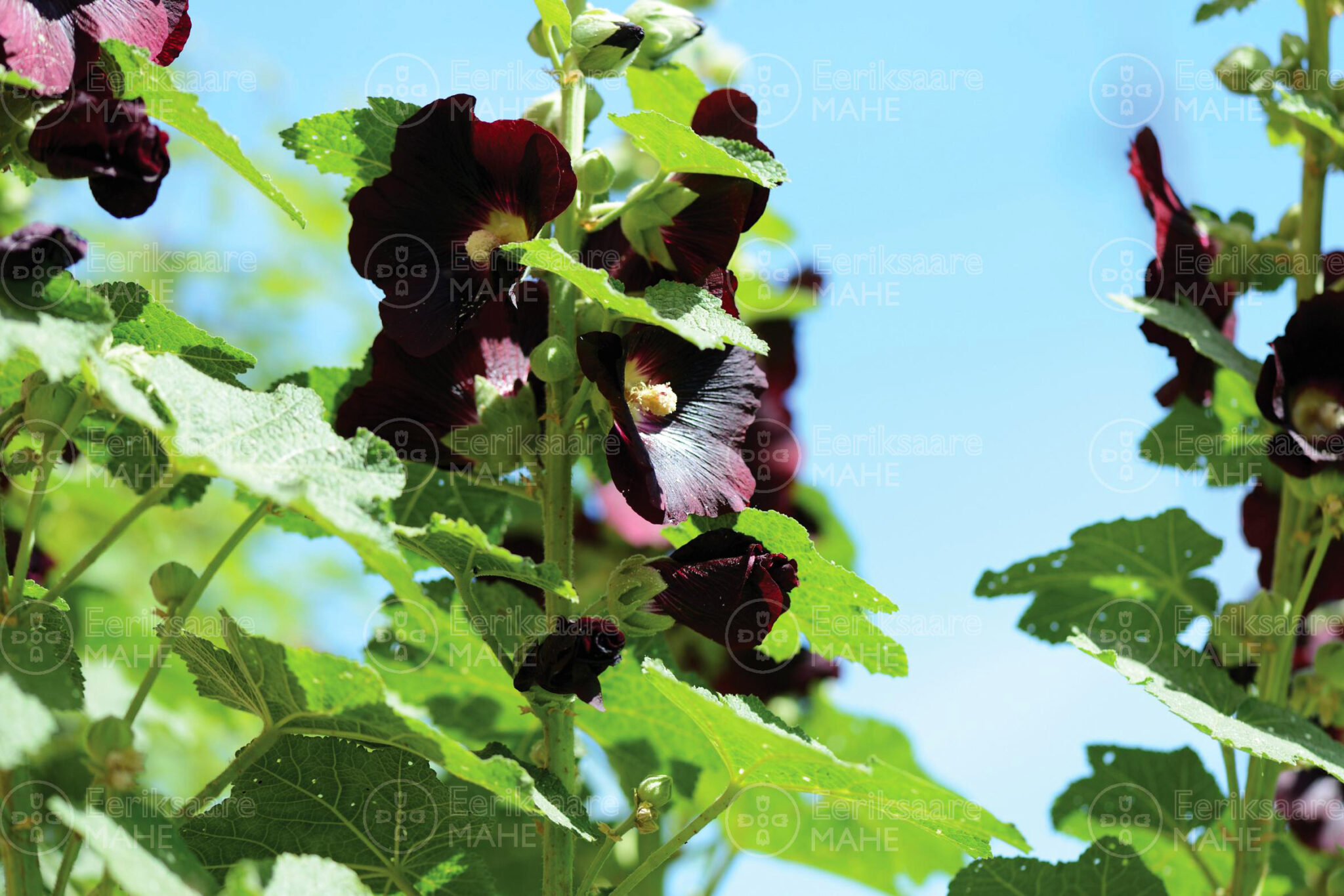 Must Kassinaeris (tokkroos) ÖKO - Mahe Eeriksaare OÜ