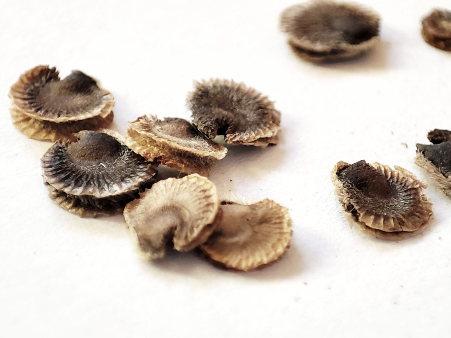 Must Kassinaeris (tokkroos) ÖKO - Mahe Eeriksaare OÜ