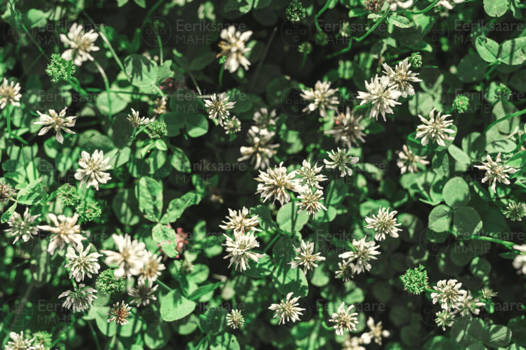 Valge ristik 10kg - Mahe Eeriksaare OÜ