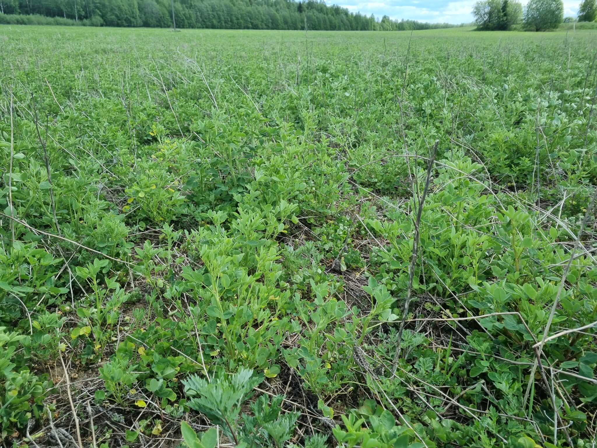 Valge mesikas - Mahe Eeriksaare OÜ